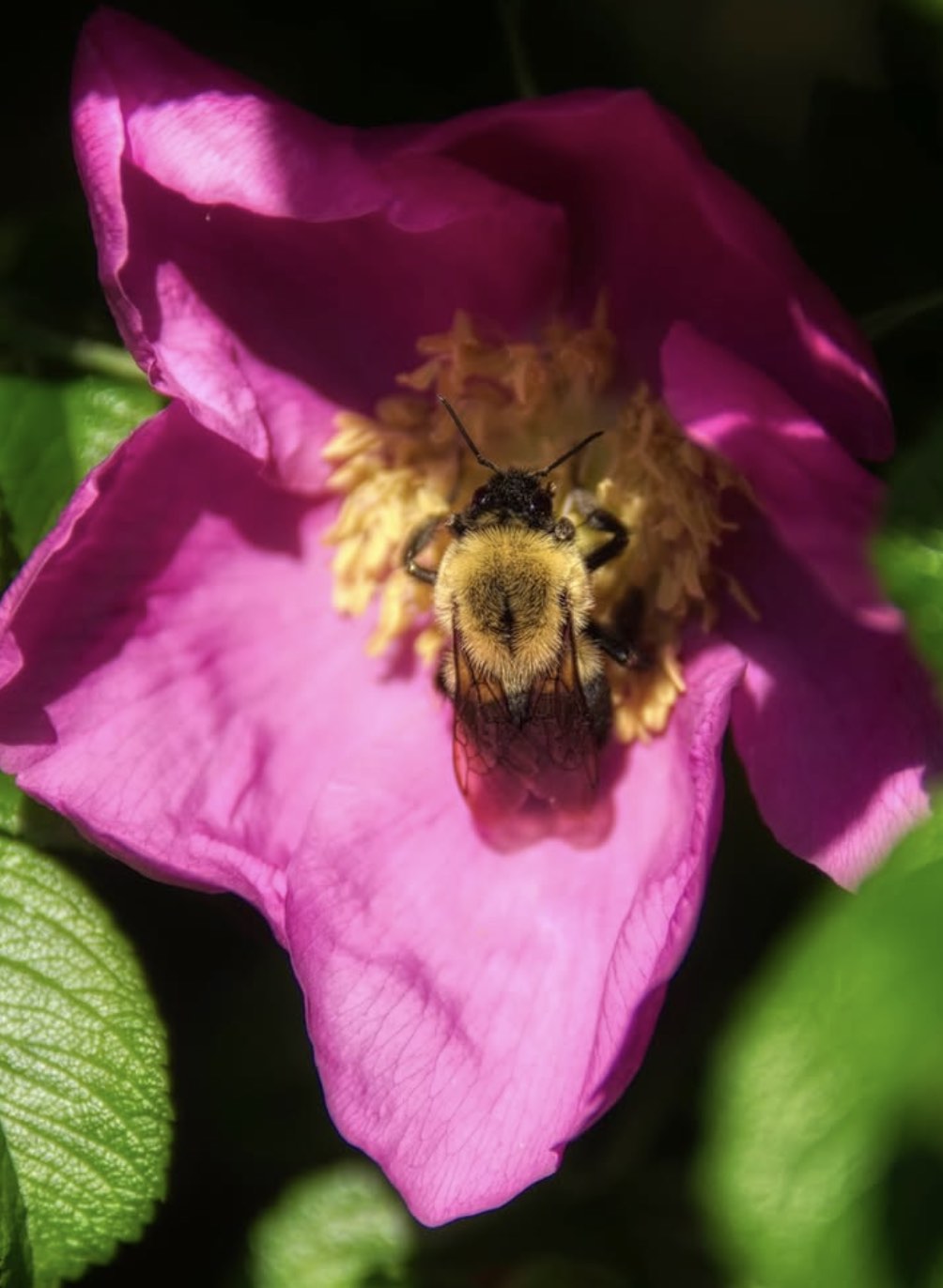 The Pollinators Are Hard at Work Right Now - Sullivan Catskills